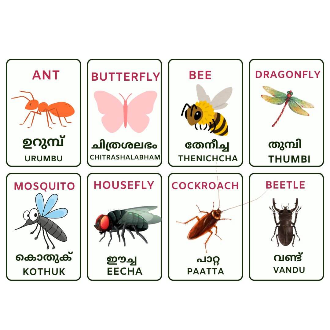 Learn Insects in Malayalam with Images| Name, Meaning & Images